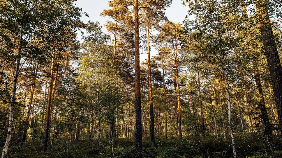 Skogsutredningen presenterar efterlängtade förslag för ökad tillväxt ...
