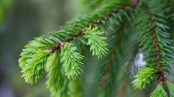 Startsida - Skogsindustrierna