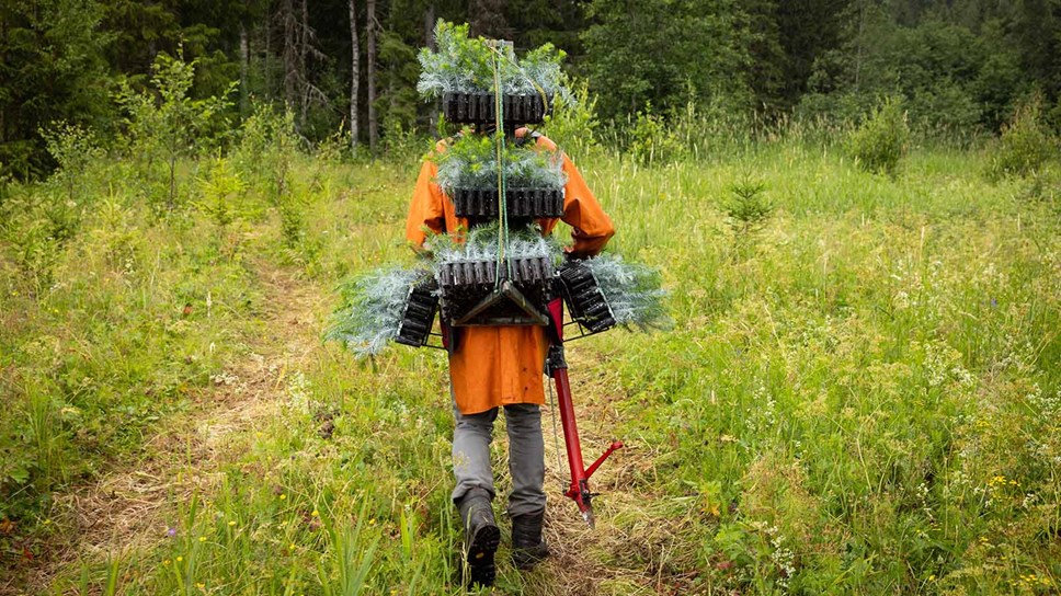 Norra Skog: ”Vi finns där skogen finns” - Skogsindustrierna