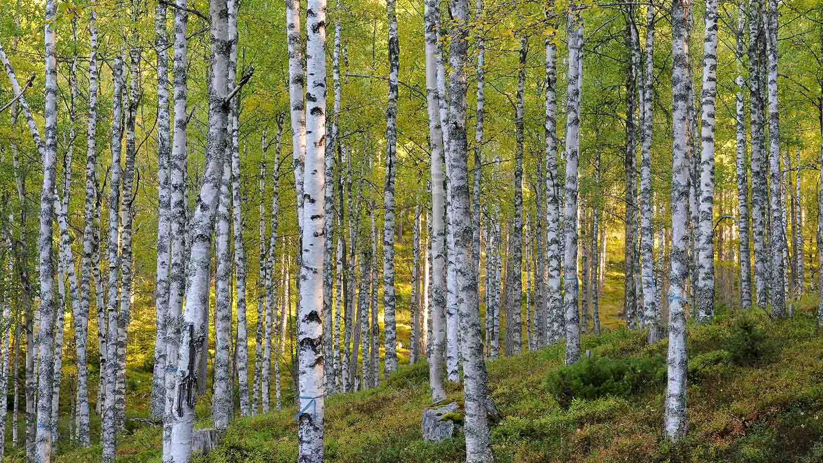 Trees for me - Swedish Forest Industries Federation