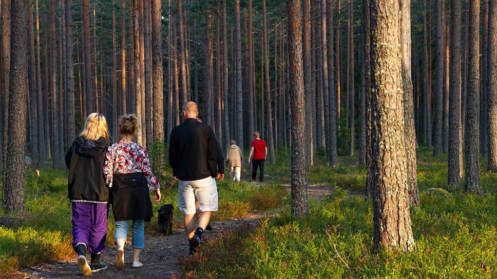 Att uppleva skogen - Skogsindustrierna
